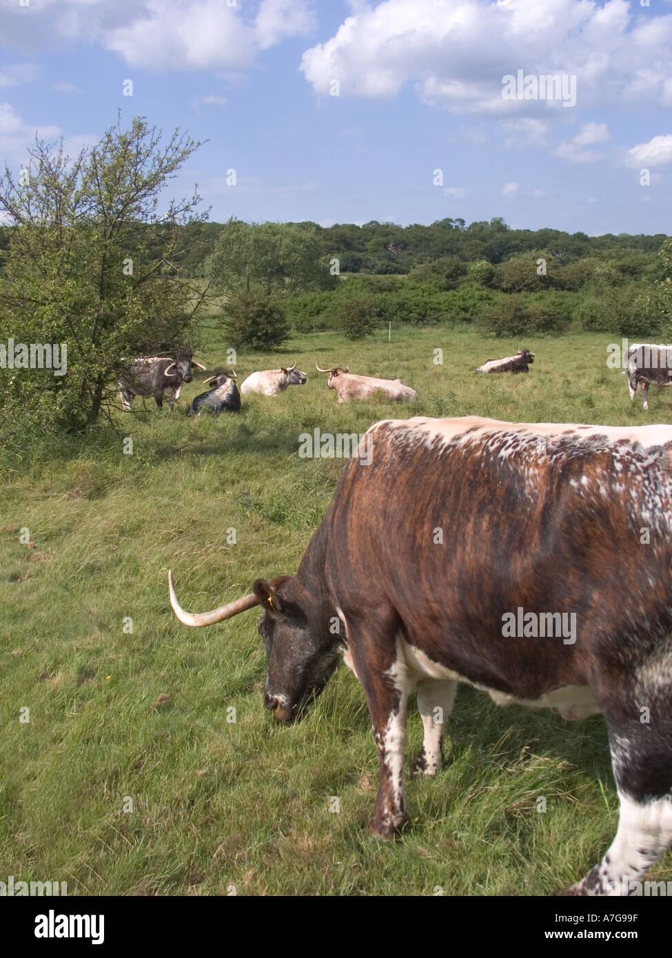 Longhorn Cattle grazing on Chingford Plain Epping Forest Essex GB UK ...