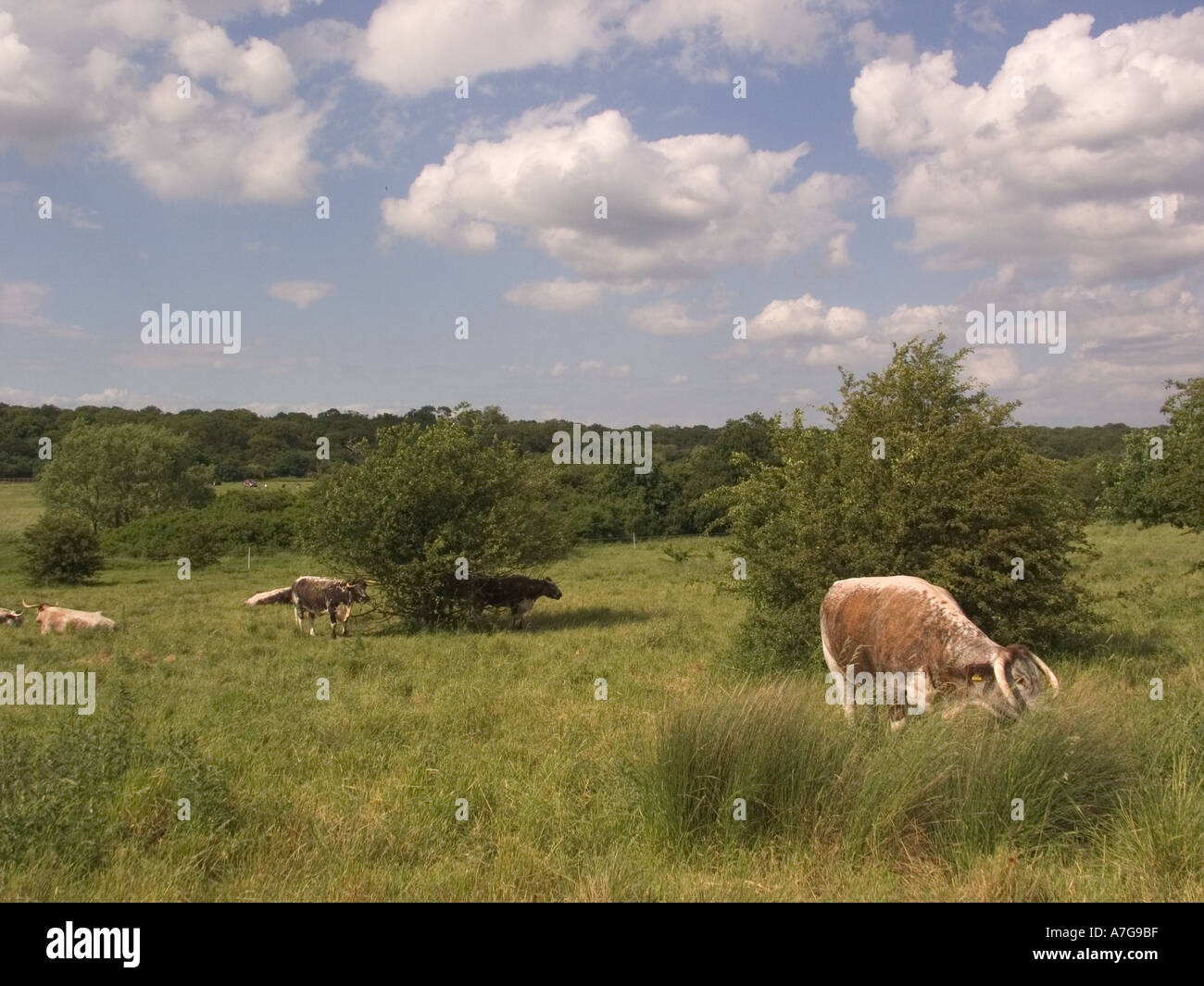 Of chingford hi-res stock photography and images - Alamy