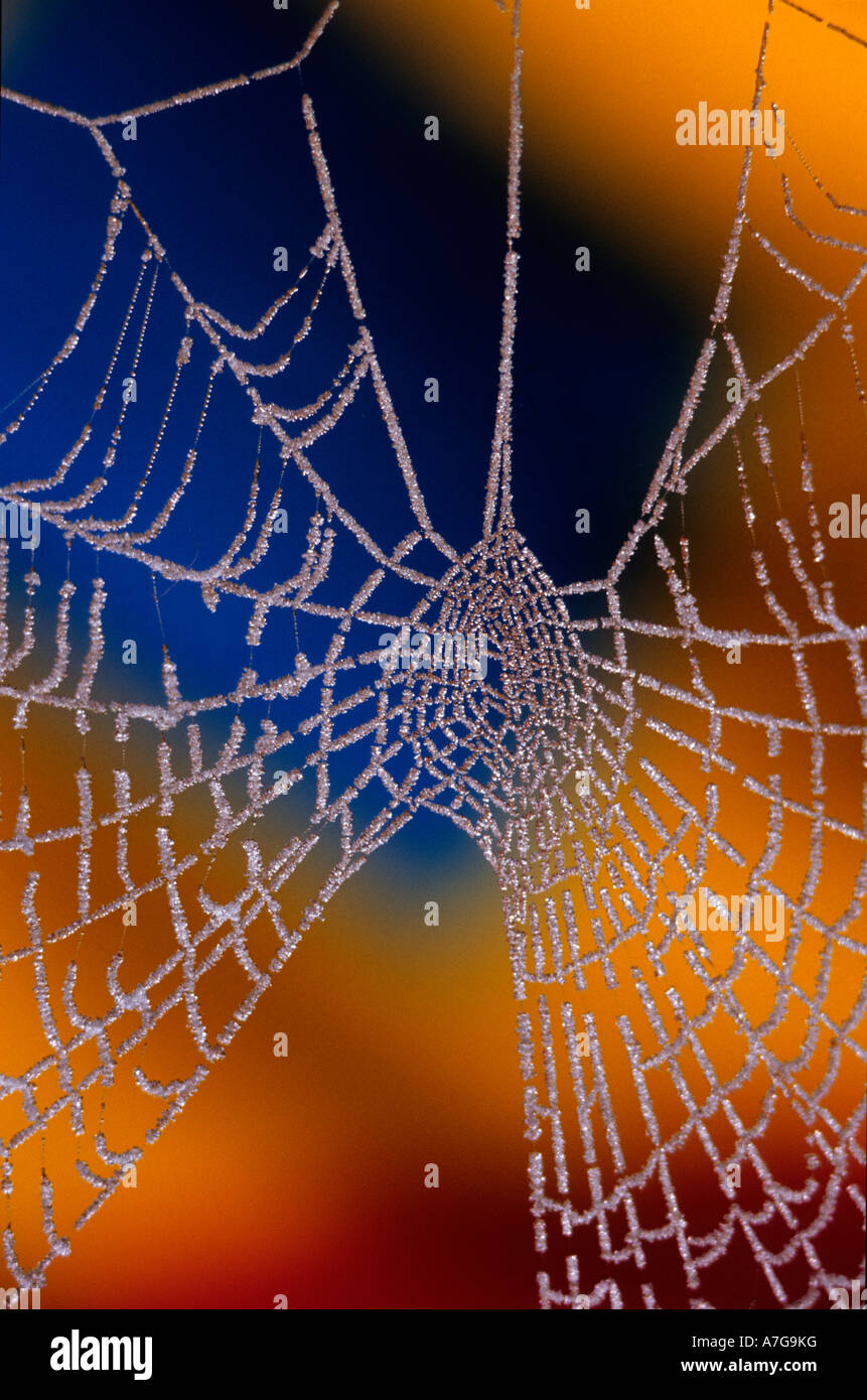 Frosted spider silk hi-res stock photography and images - Alamy