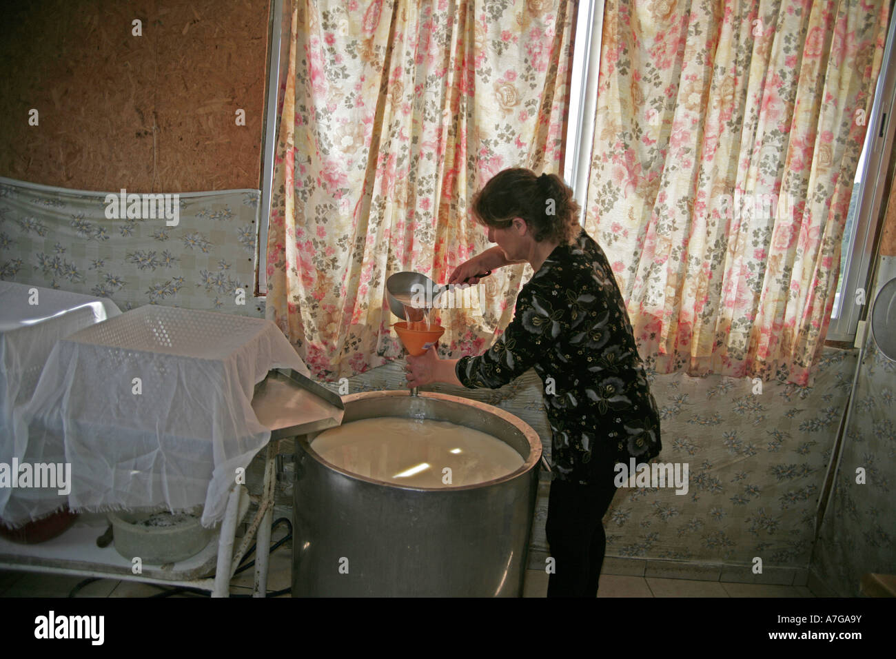 Making Halloumi cooling the curds traditional Cypriot cheese near ...