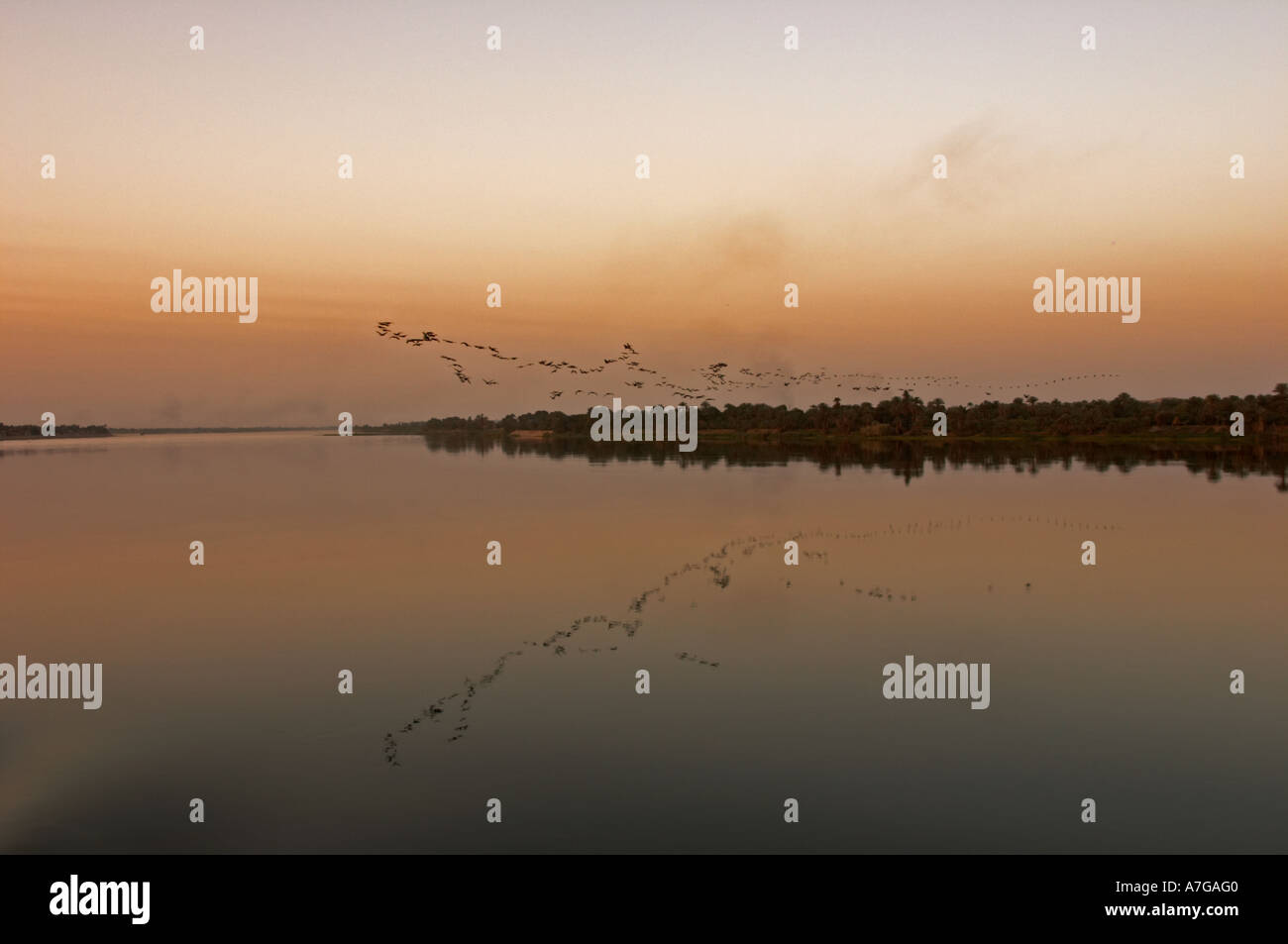 River nile birds hi-res stock photography and images - Alamy
