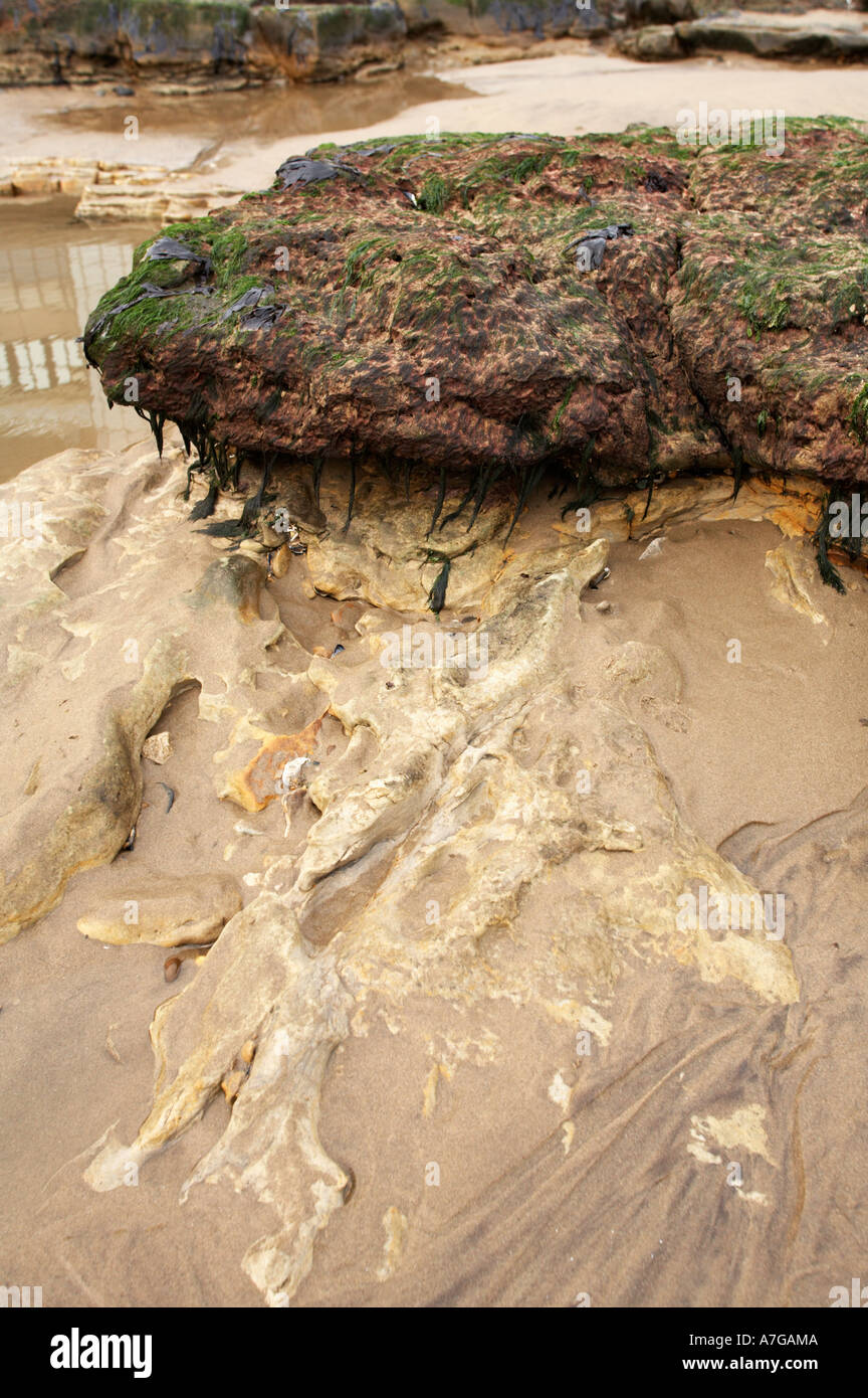 Mosses in winter on hi-res stock photography and images - Alamy
