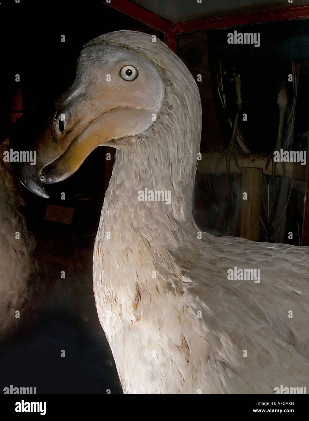 Dead as a dodo hi-res stock photography and images - Alamy