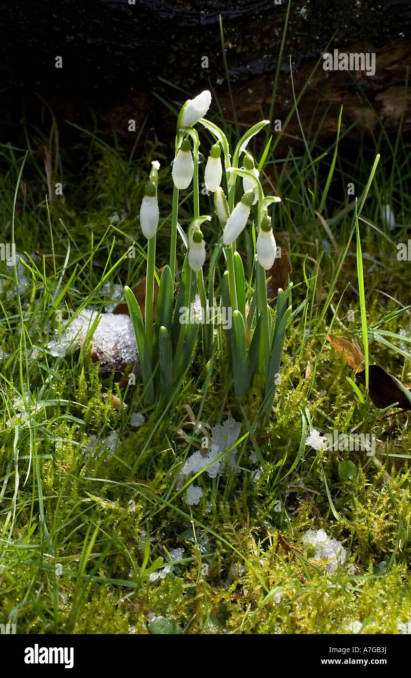 Snowdrops (galanthus nivalis) in the melting snow Stock Photo - Alamy