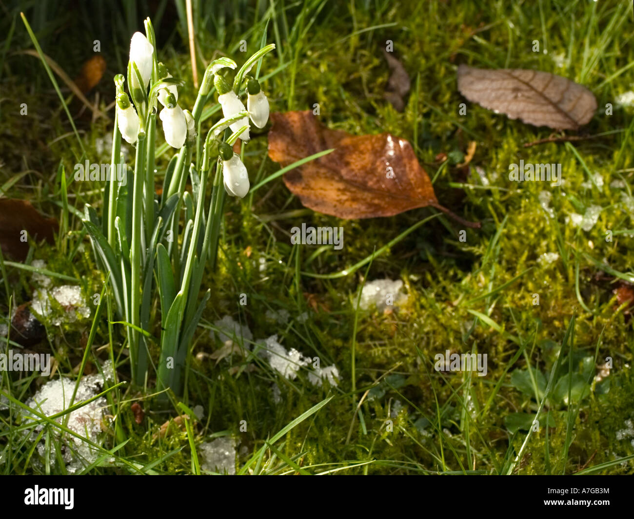 Snowdrops (galanthus nivalis) in the melting snow Stock Photo - Alamy