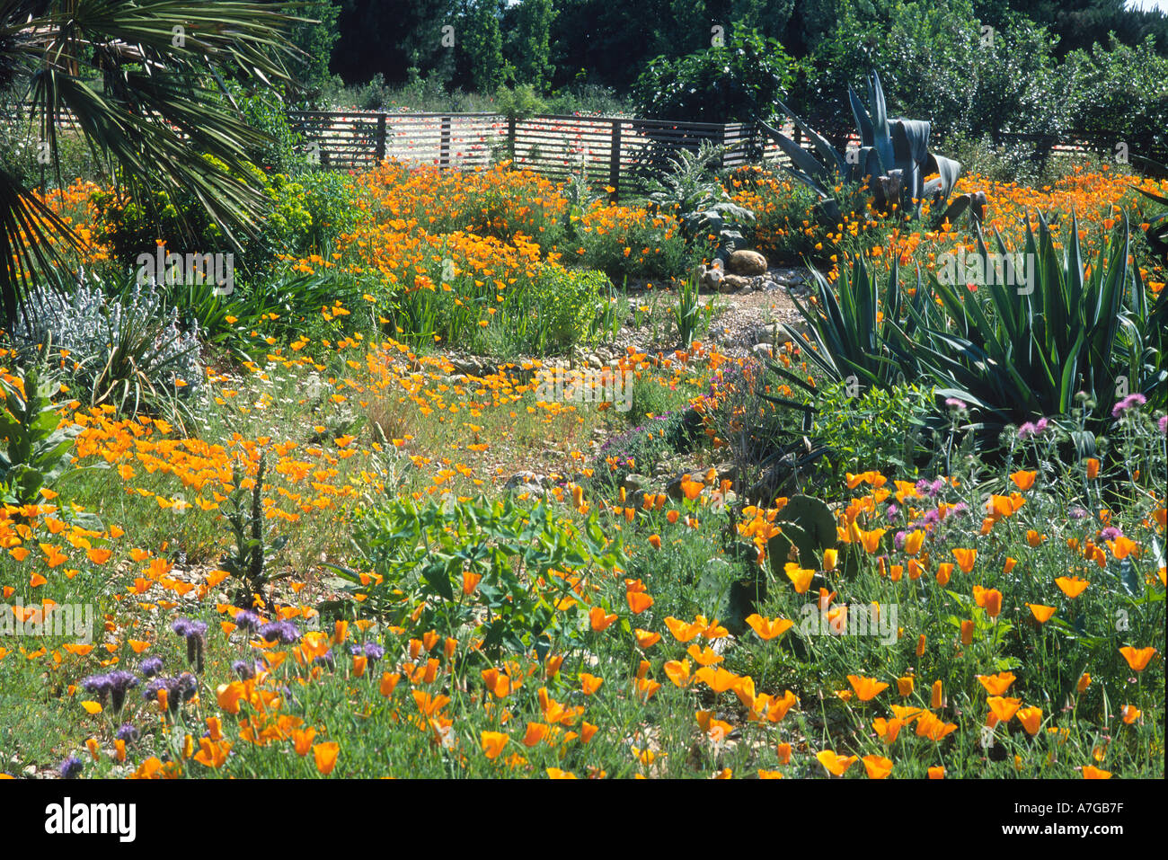 The Desert Garden East Ruston Old Vicarage Norfolk England UK Stock Photo - Alamy