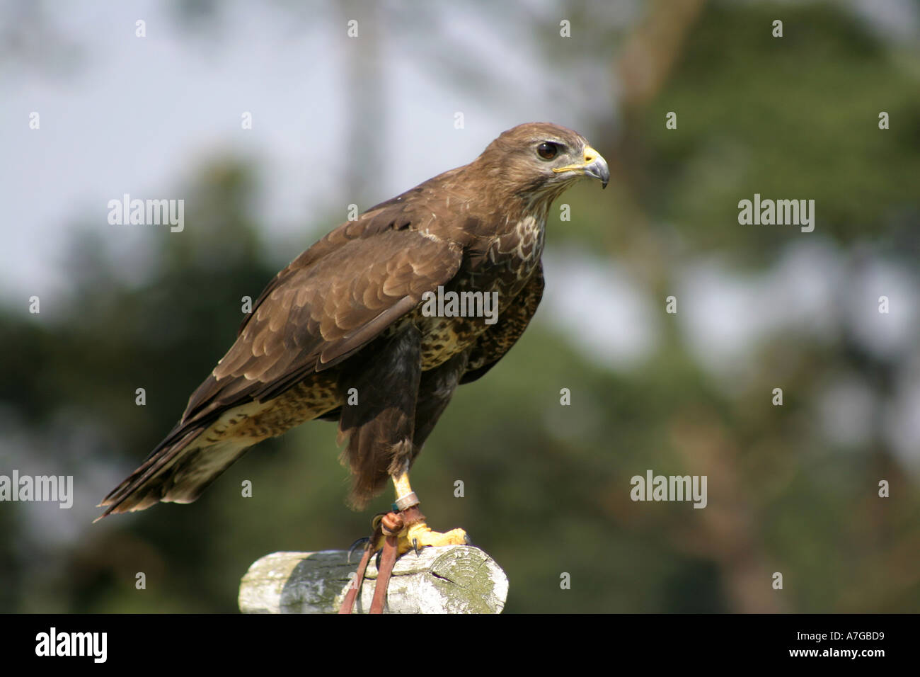 Raptor perch hi-res stock photography and images - Alamy