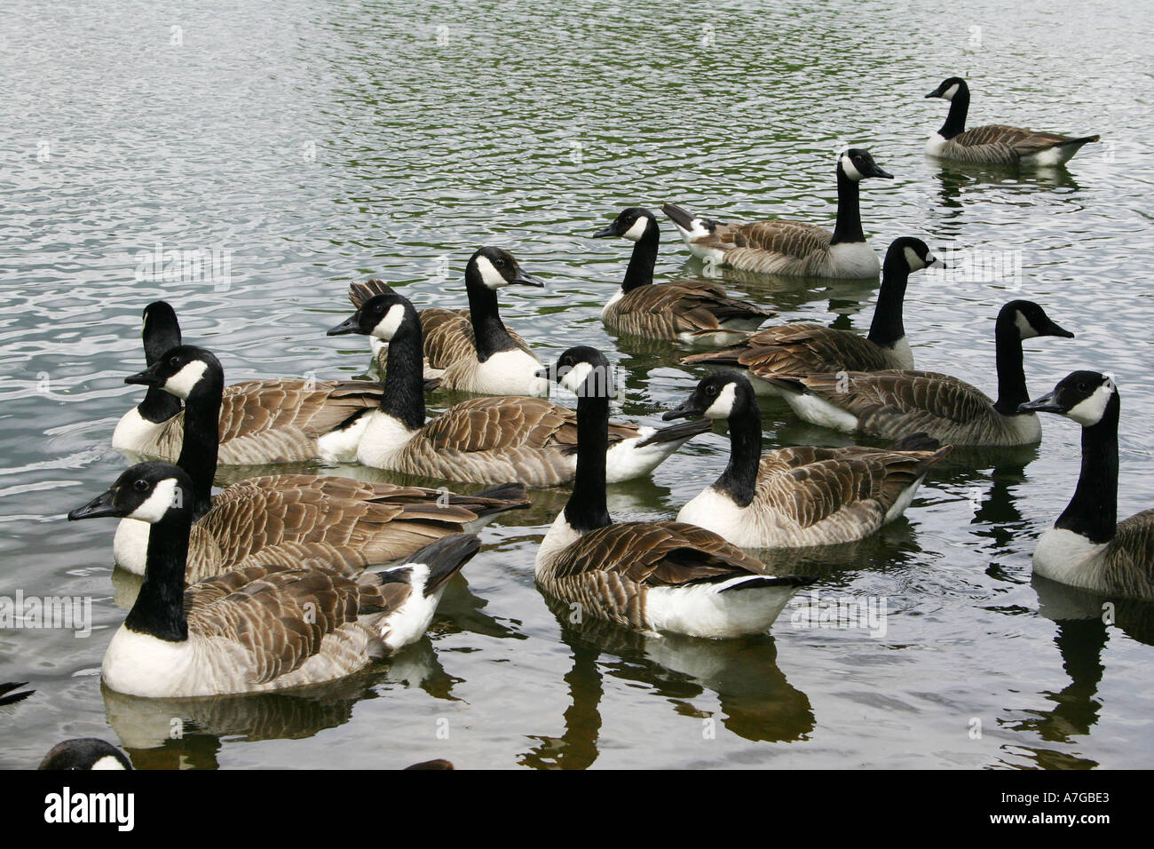 Canada geese gaggle uk hi-res stock photography and images - Alamy