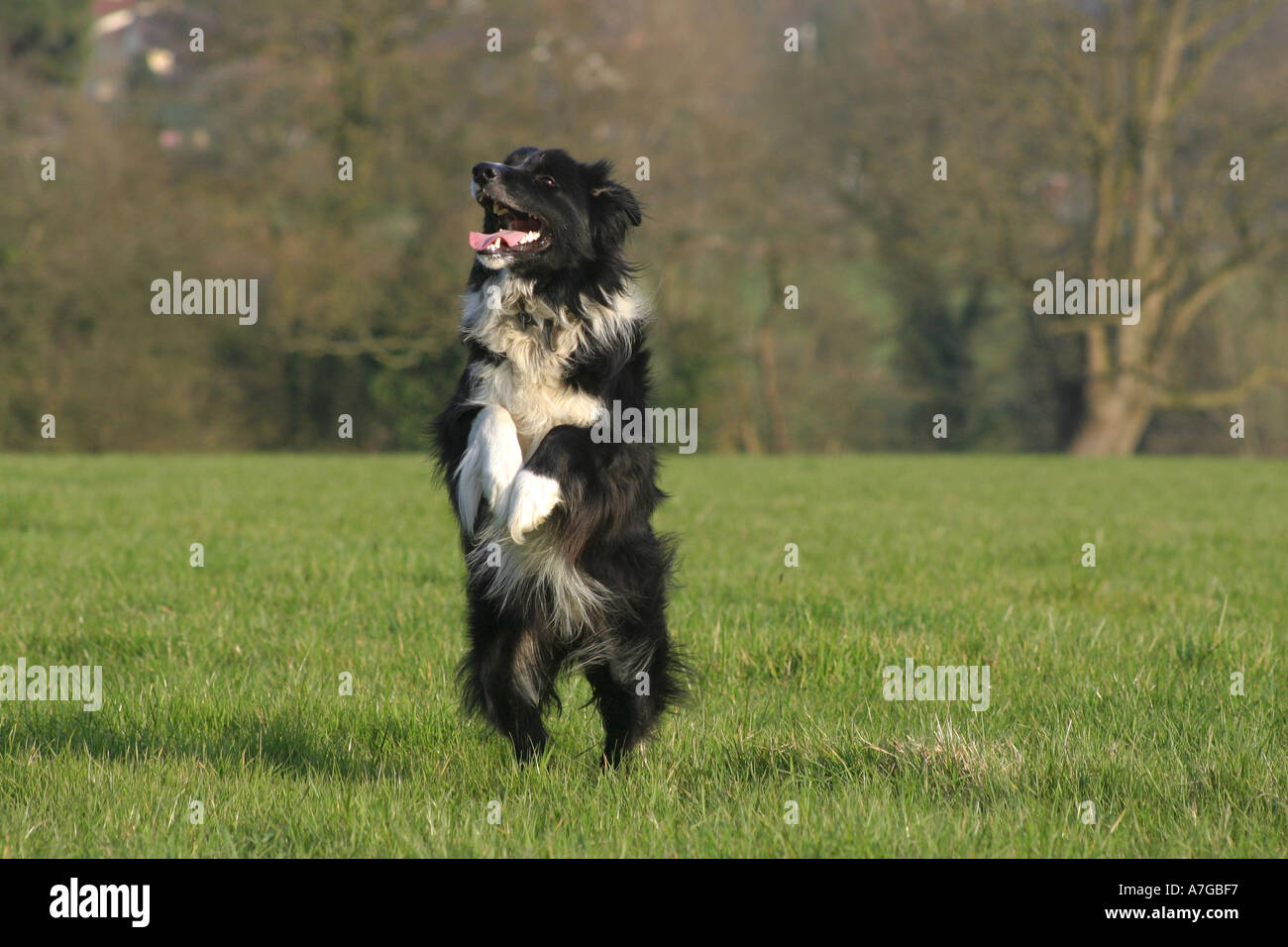 Border Collie on hind legs Stock Photo - Alamy