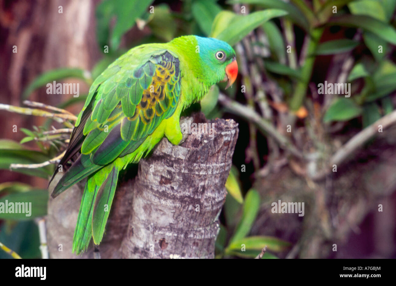 Blue naped Parrot Tanygnathus lucionensis a bird unique to the ...