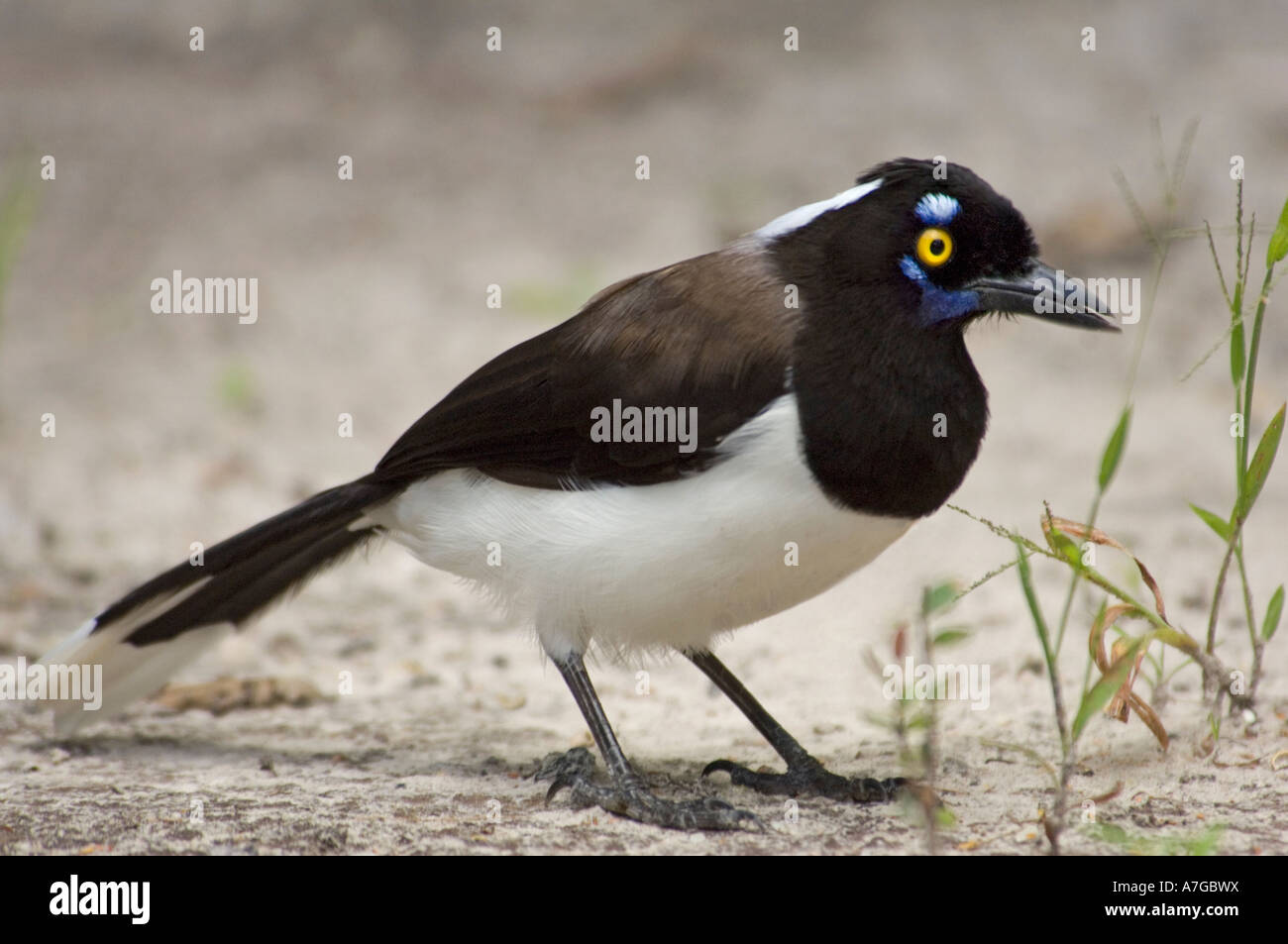 Close up of a Plush-crested Jay (Cyanocorax chrysops) in The Chapada ...