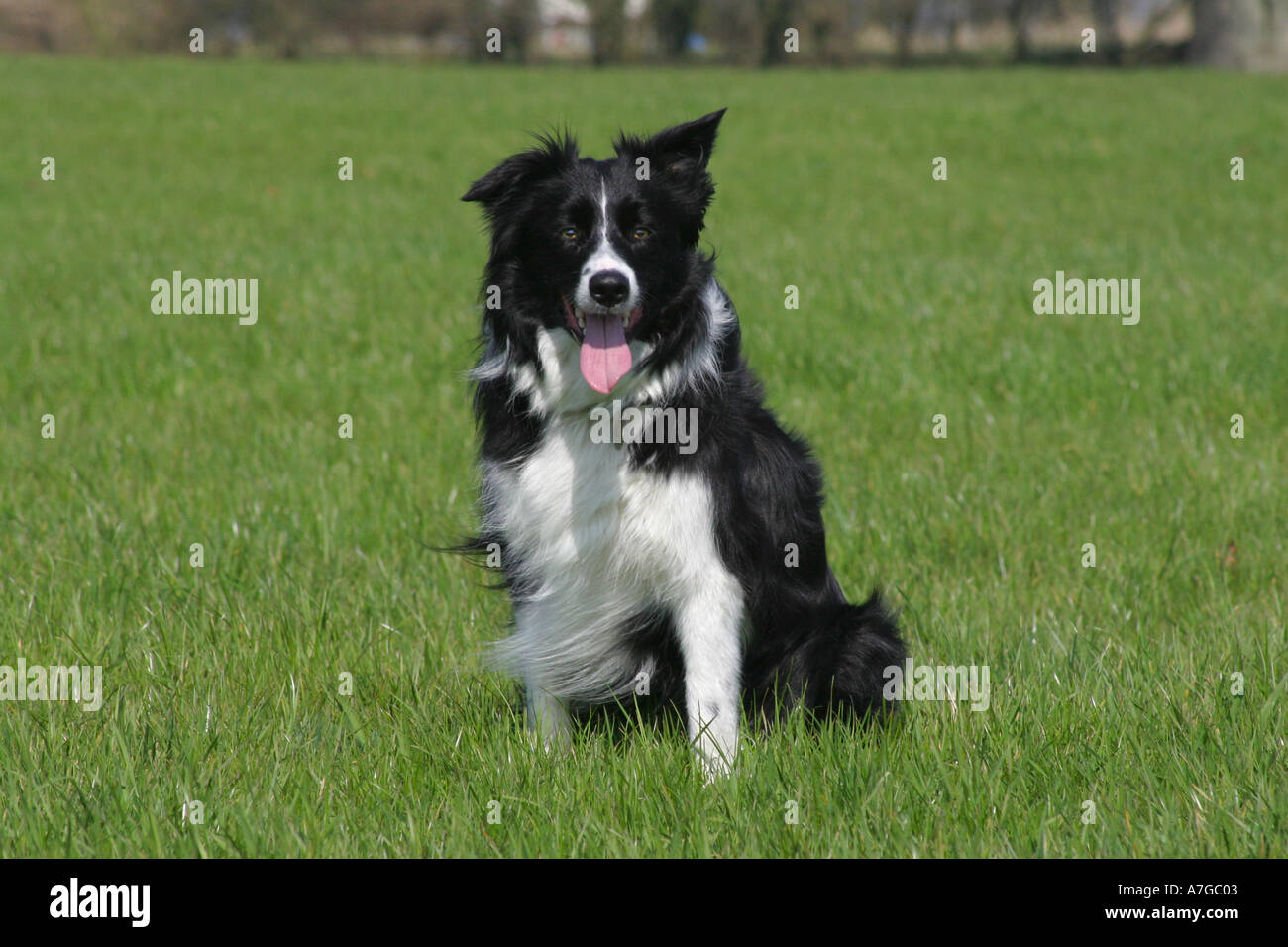 Border Collie Sitting Stock Photo - Alamy
