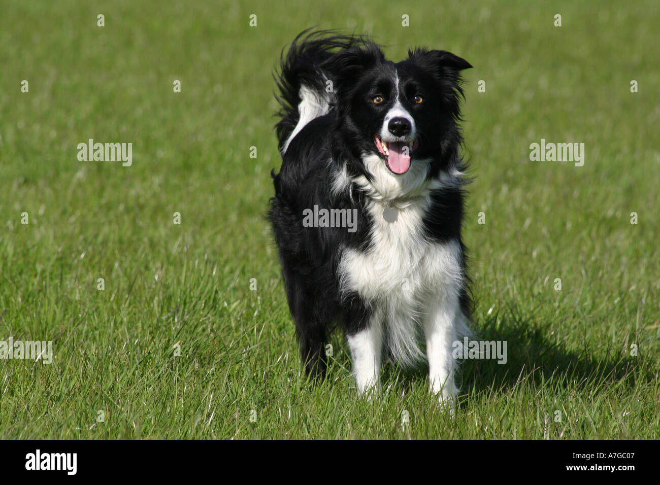 Border Collie Standing Stock Photo - Alamy
