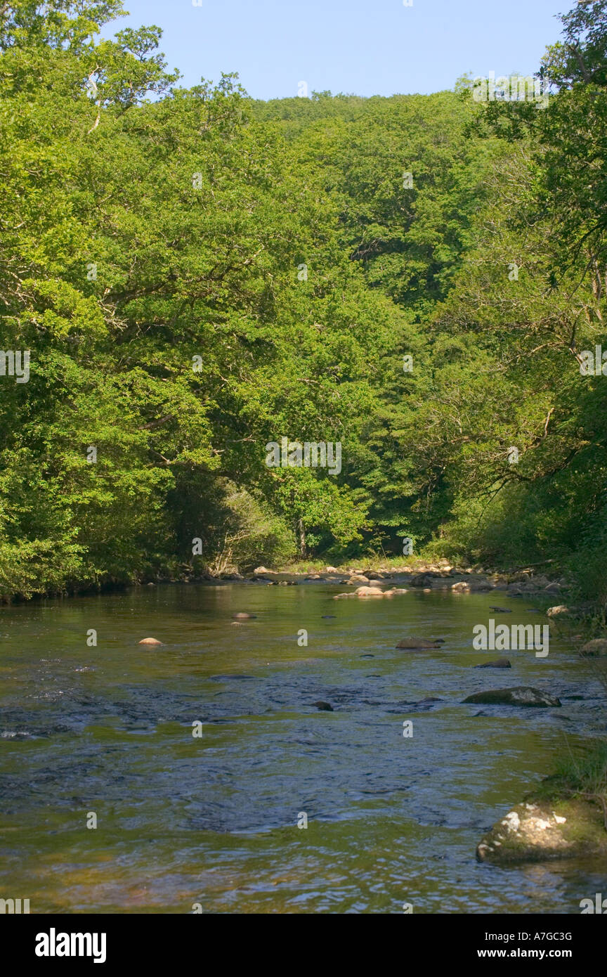 Dart wood nature reserve hi-res stock photography and images - Alamy
