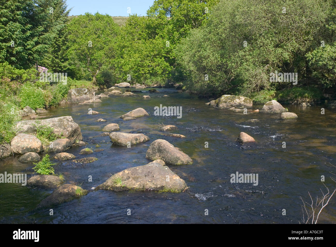The East Dart River at Dartmeet Dartmoor National Park Devon Great ...