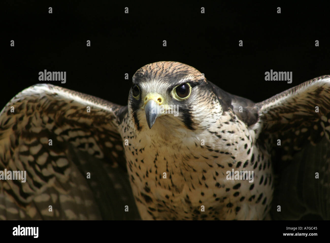 Falcon head hi-res stock photography and images - Alamy