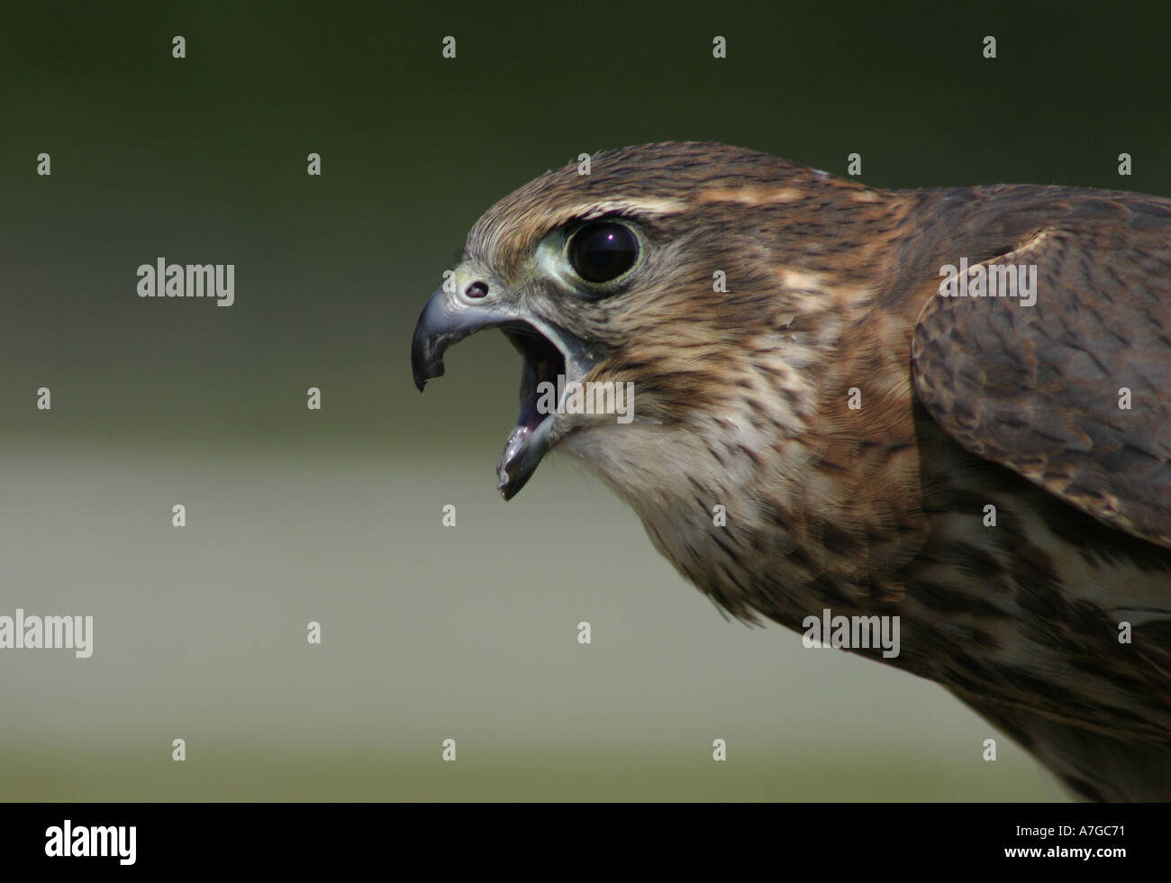 Captive Merlin portrait side view Stock Photo - Alamy