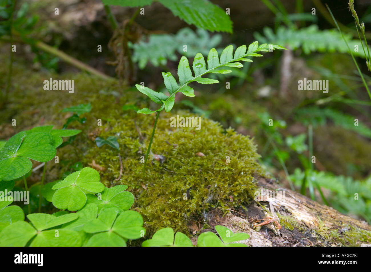 A young fern growing on a rotting log in woodland at Becky Falls ...