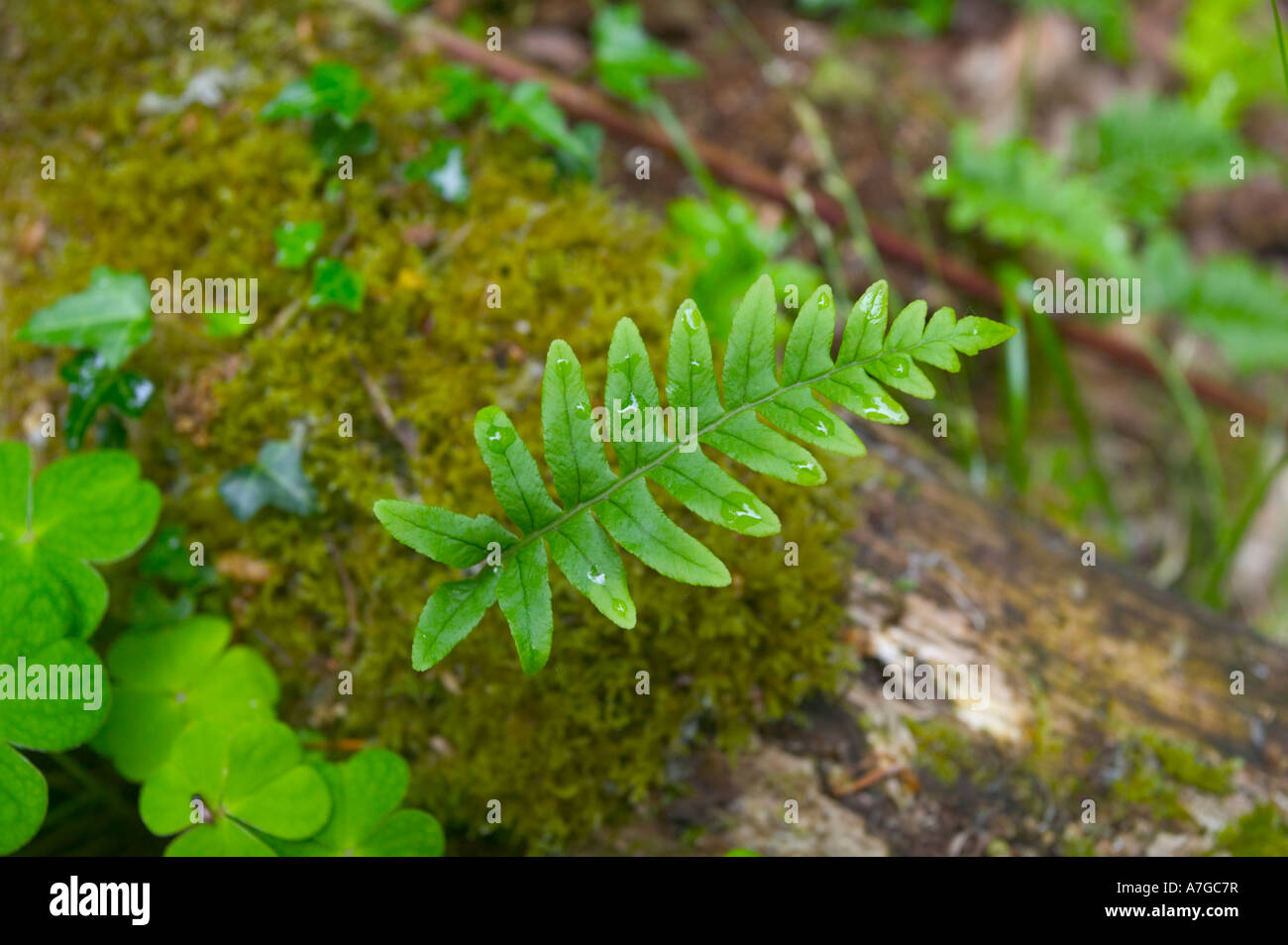 A young fern growing on a rotting log in woodland at Becky Falls ...