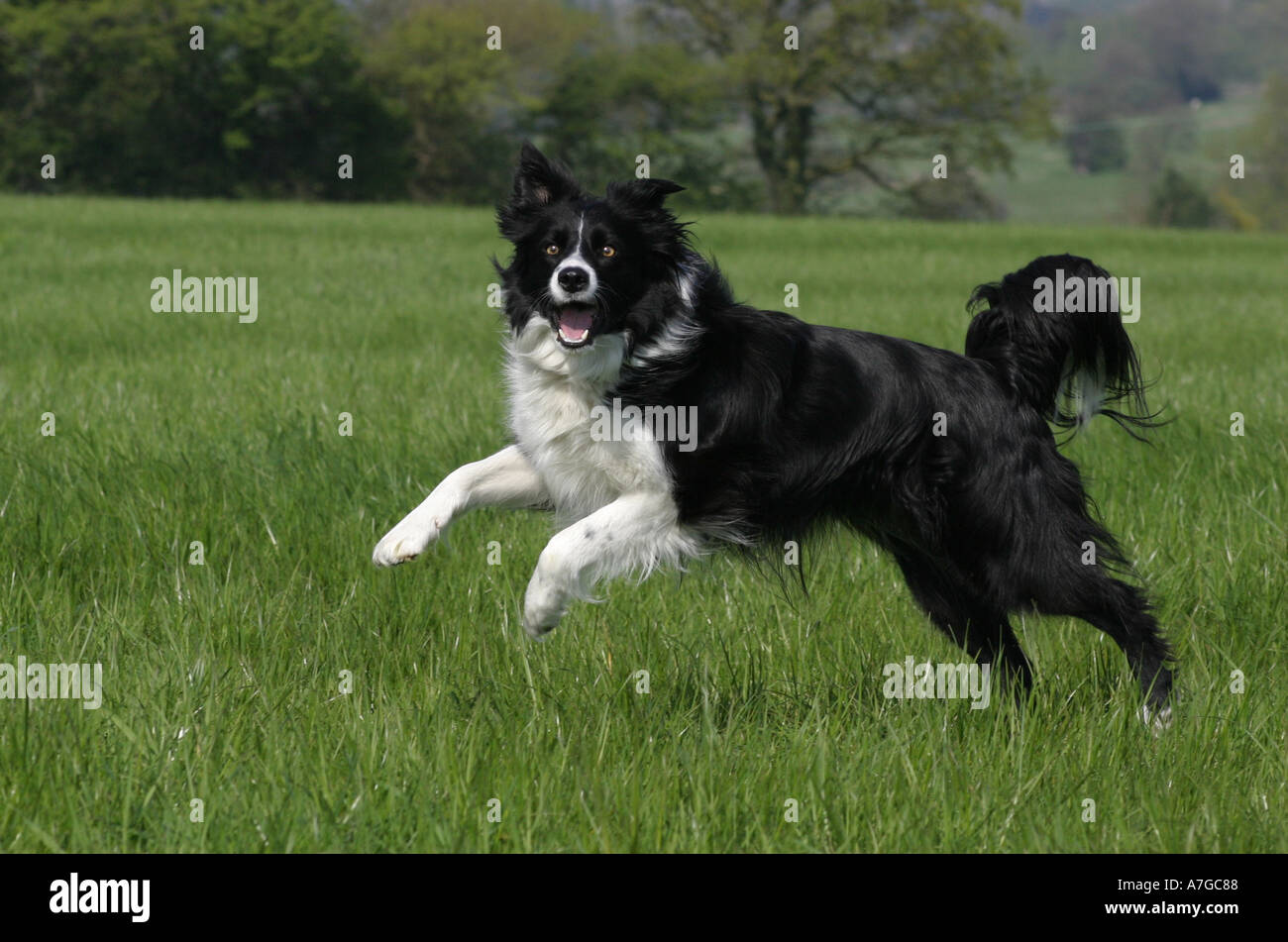 Playful Border Collie Stock Photo - Alamy