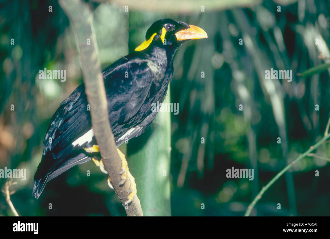 Hill Myna Gracula religiosa a resident of Southeast Asia and the ...