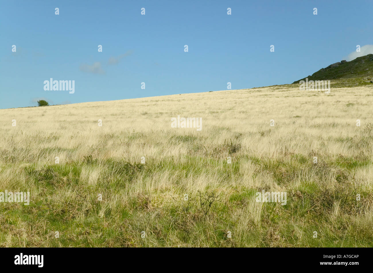 Grassy moorland nr Haytor Dartmoor National Park Devon Great Britain ...