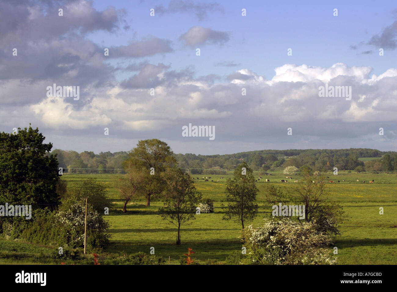 Waveney Valley Marshes Stock Photo - Alamy