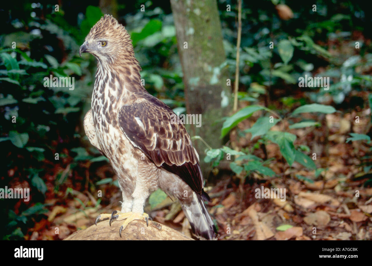 Philippine Hawk Eagle Spizaetus philippensis a raptor unique to the ...