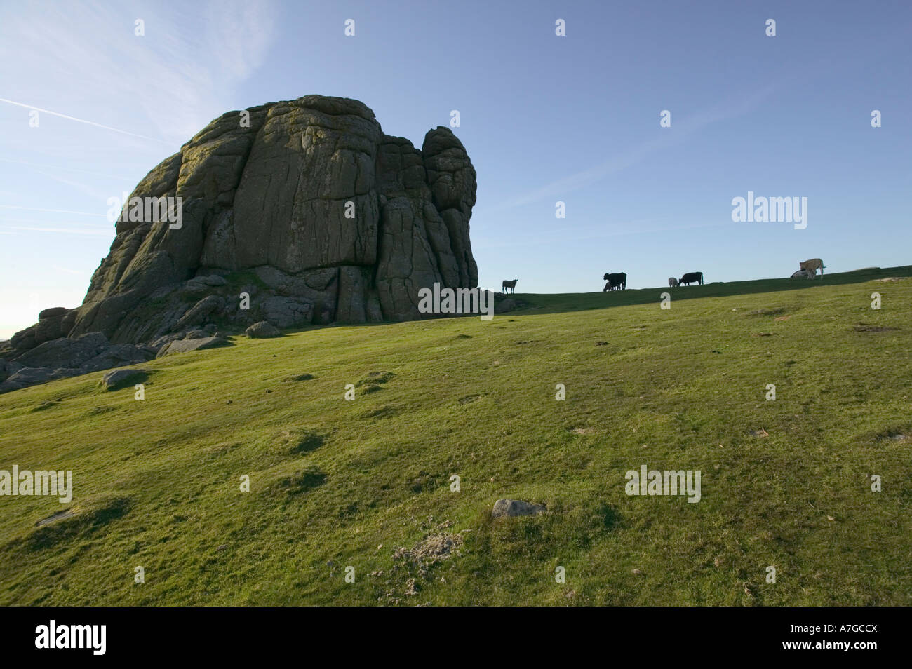 Haytor seen in early morning sunlight Dartmoor National Park Devon ...