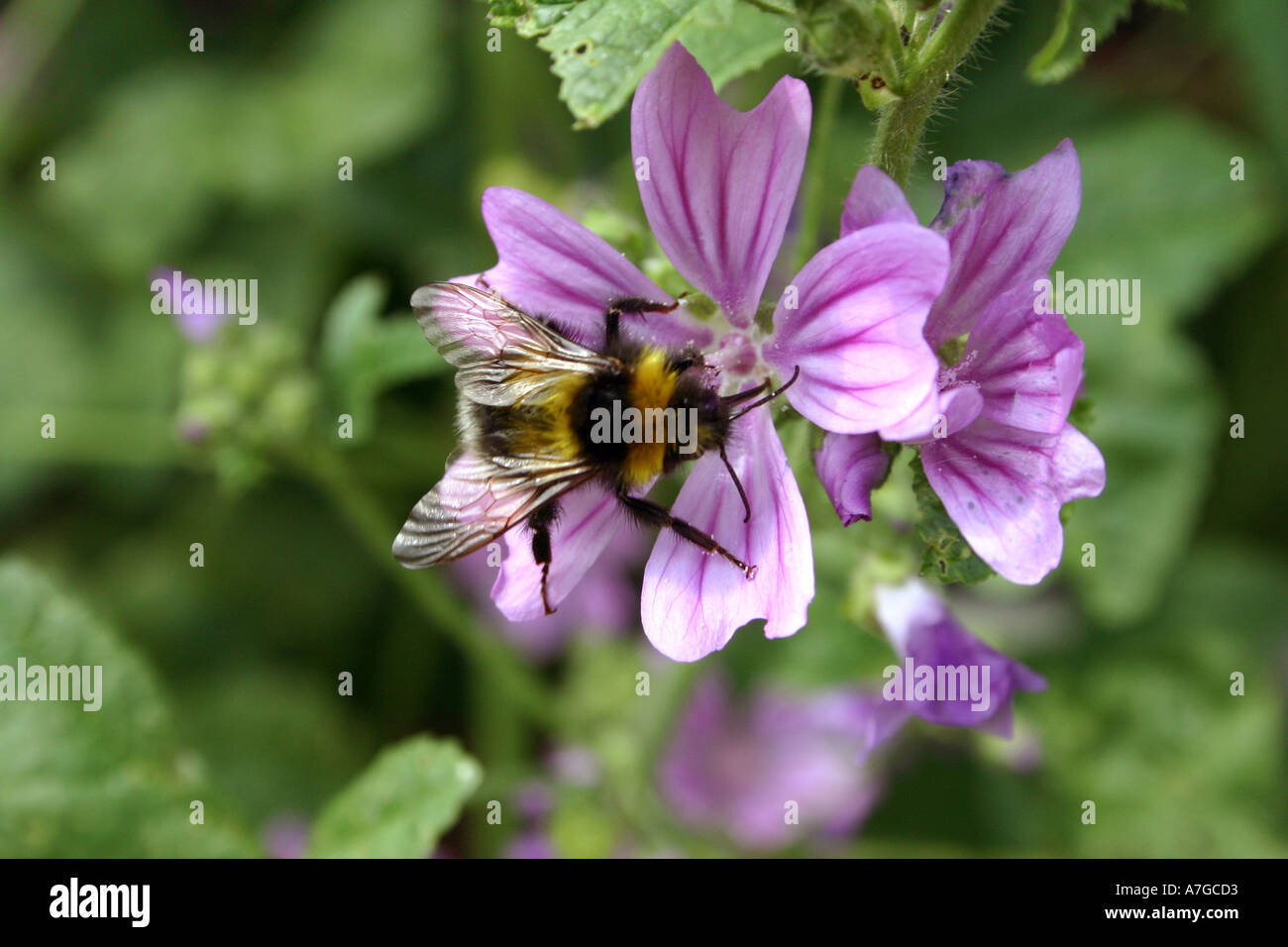 Bumbe Bee on Mallow Stock Photo - Alamy