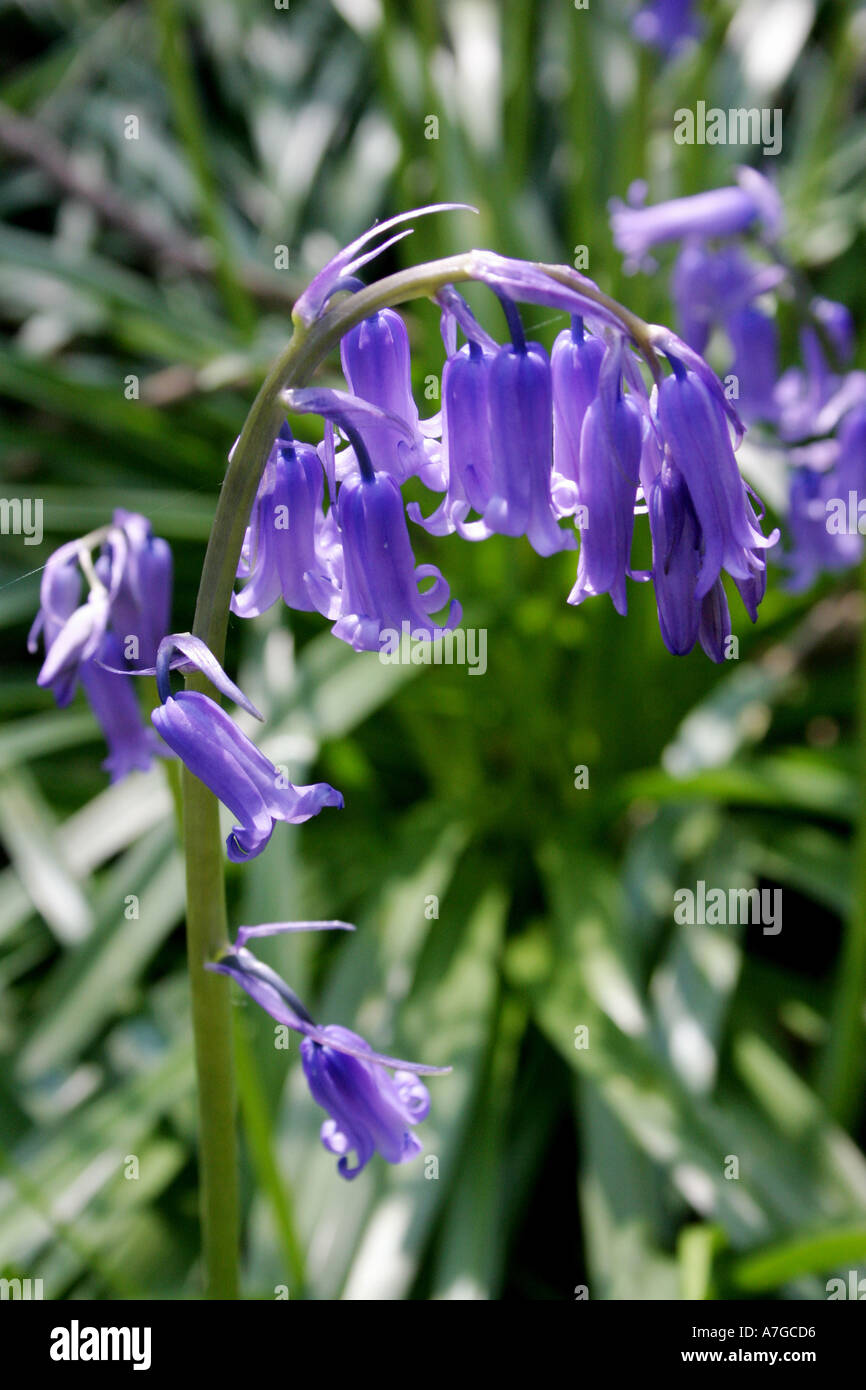 Bluebell flower in woodland hi-res stock photography and images - Alamy