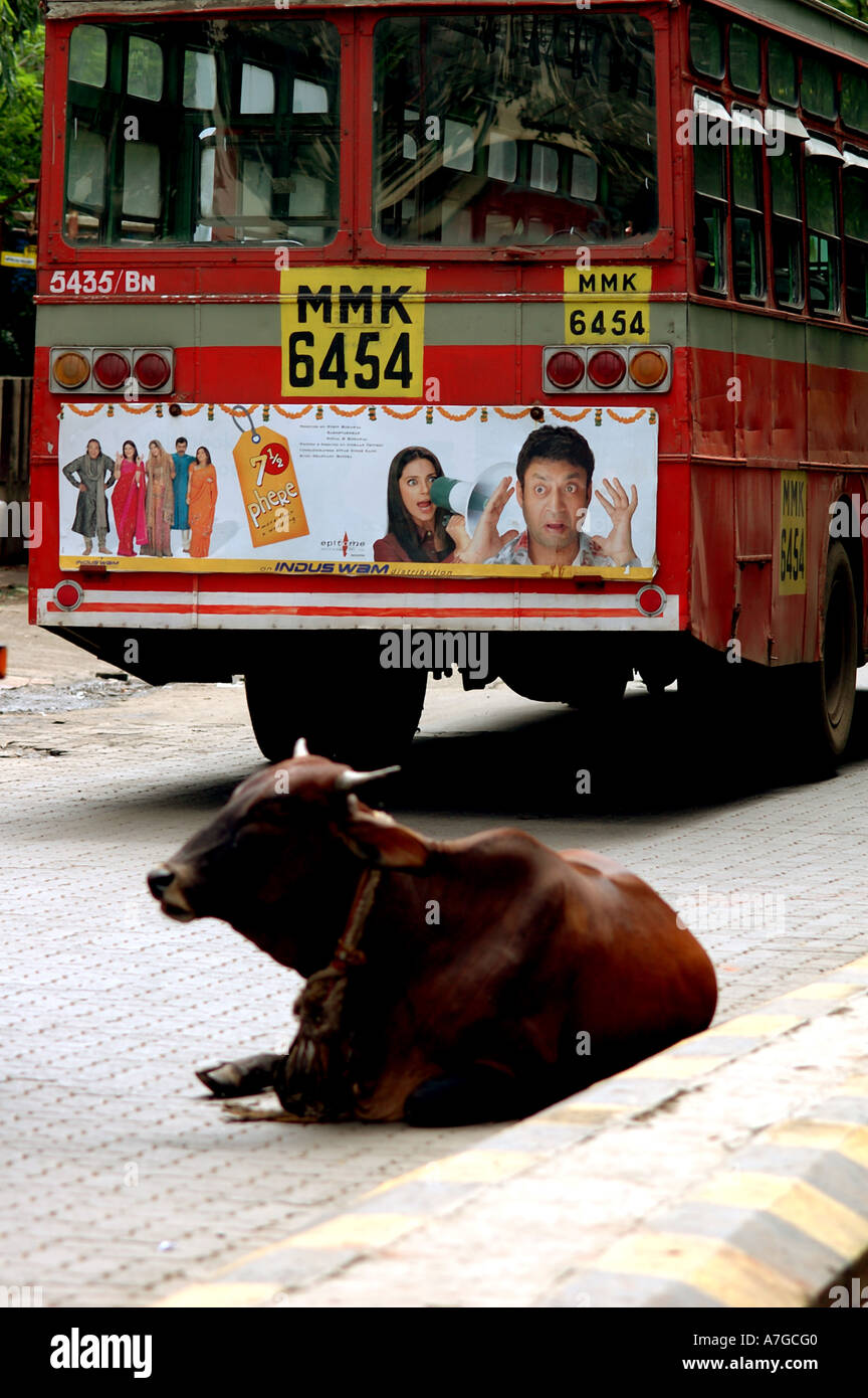 An animal on the road hi-res stock photography and images - Alamy