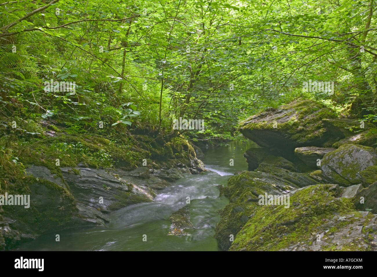 Woodland and the River Lyd in Lydford Gorge Dartmoor National Park ...
