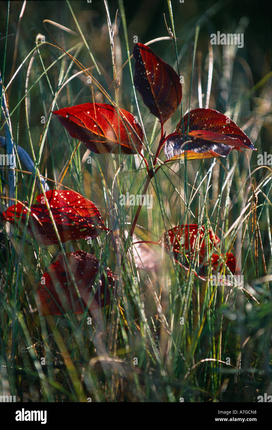 Autumn colours Gros Morne National Park Newfoundland Canada Stock Photo ...
