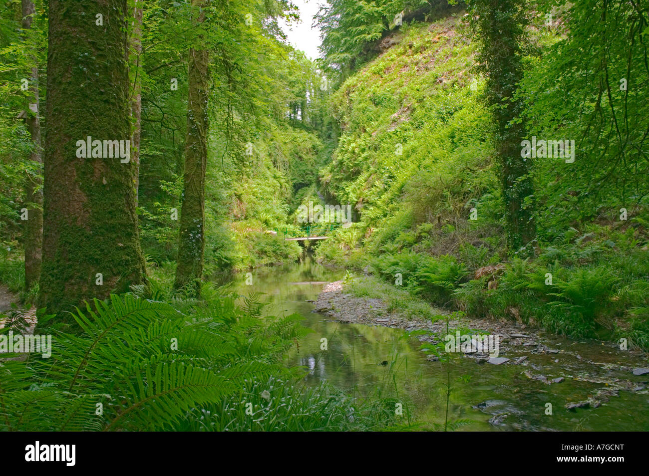 Woodland and the River Lyd in Lydford Gorge Dartmoor National Park ...