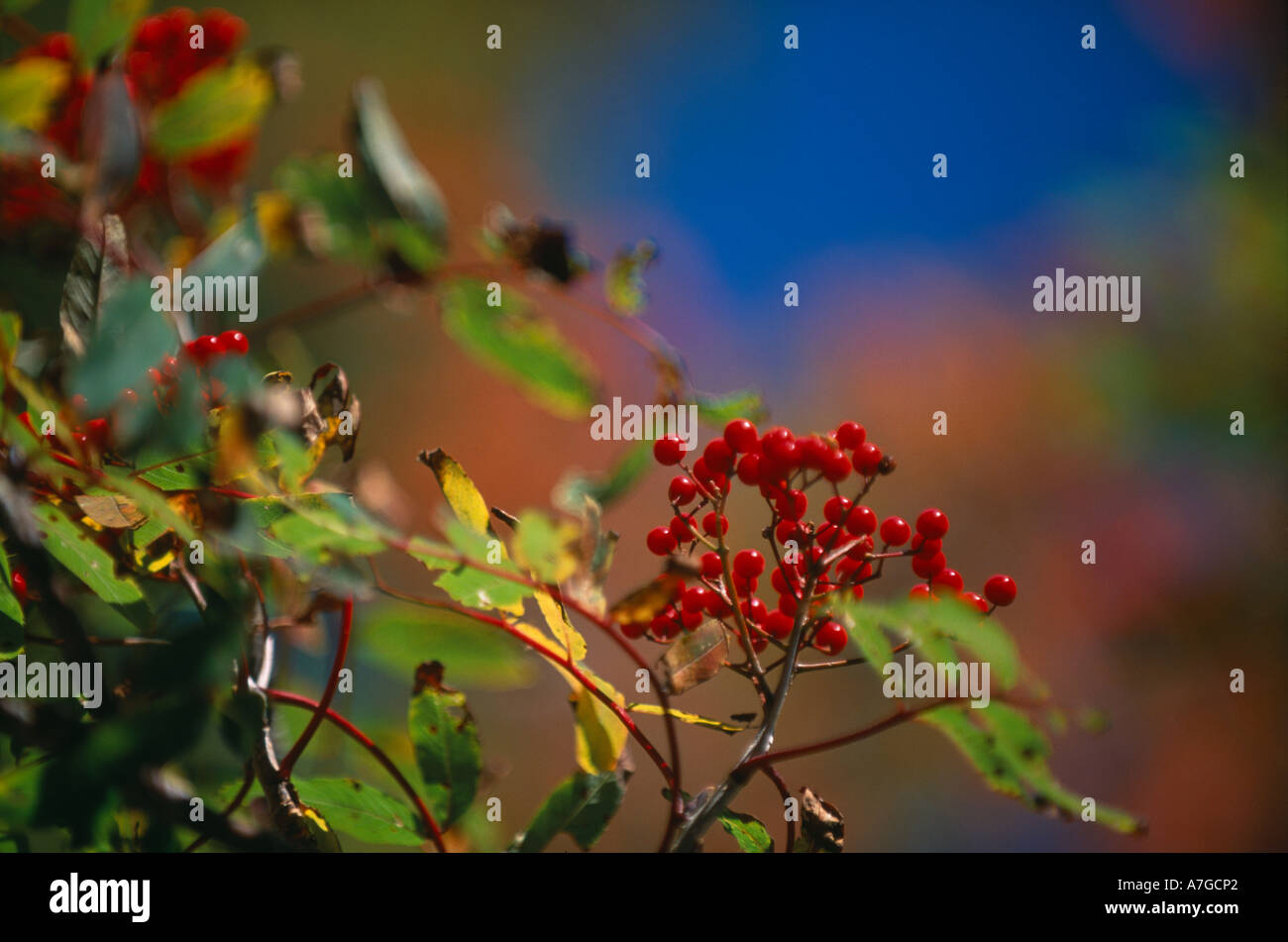 Dogberry hi-res stock photography and images - Alamy