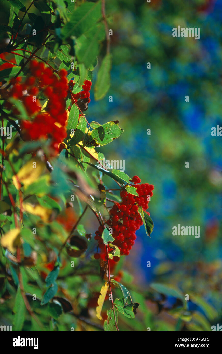 Dogberry hi-res stock photography and images - Alamy