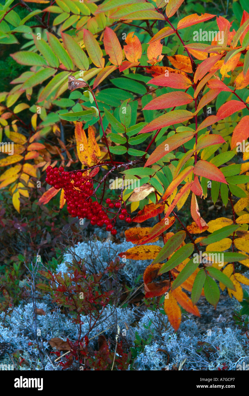 Sorbus americana hi-res stock photography and images - Alamy