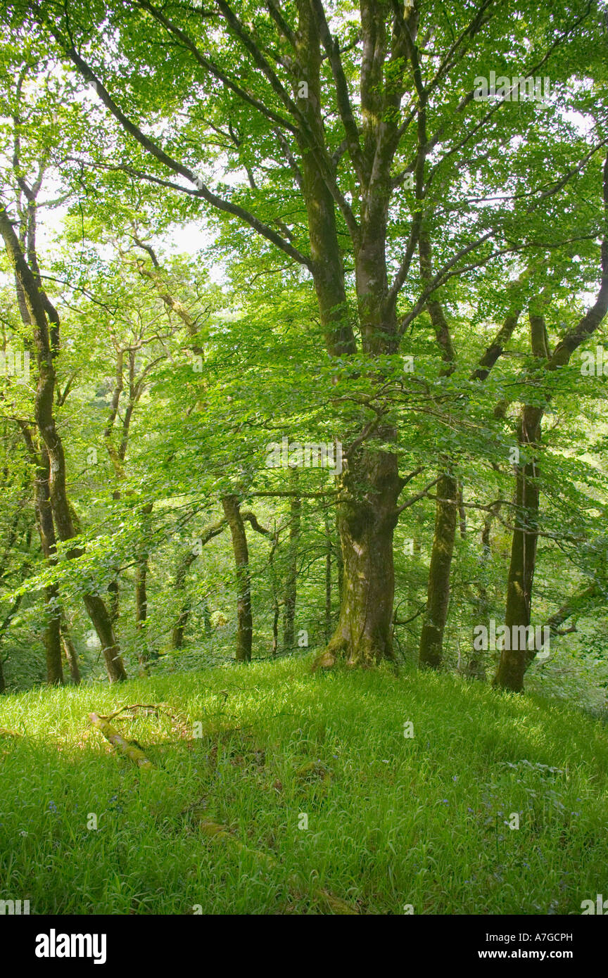 The national forest hicks hi-res stock photography and images - Alamy
