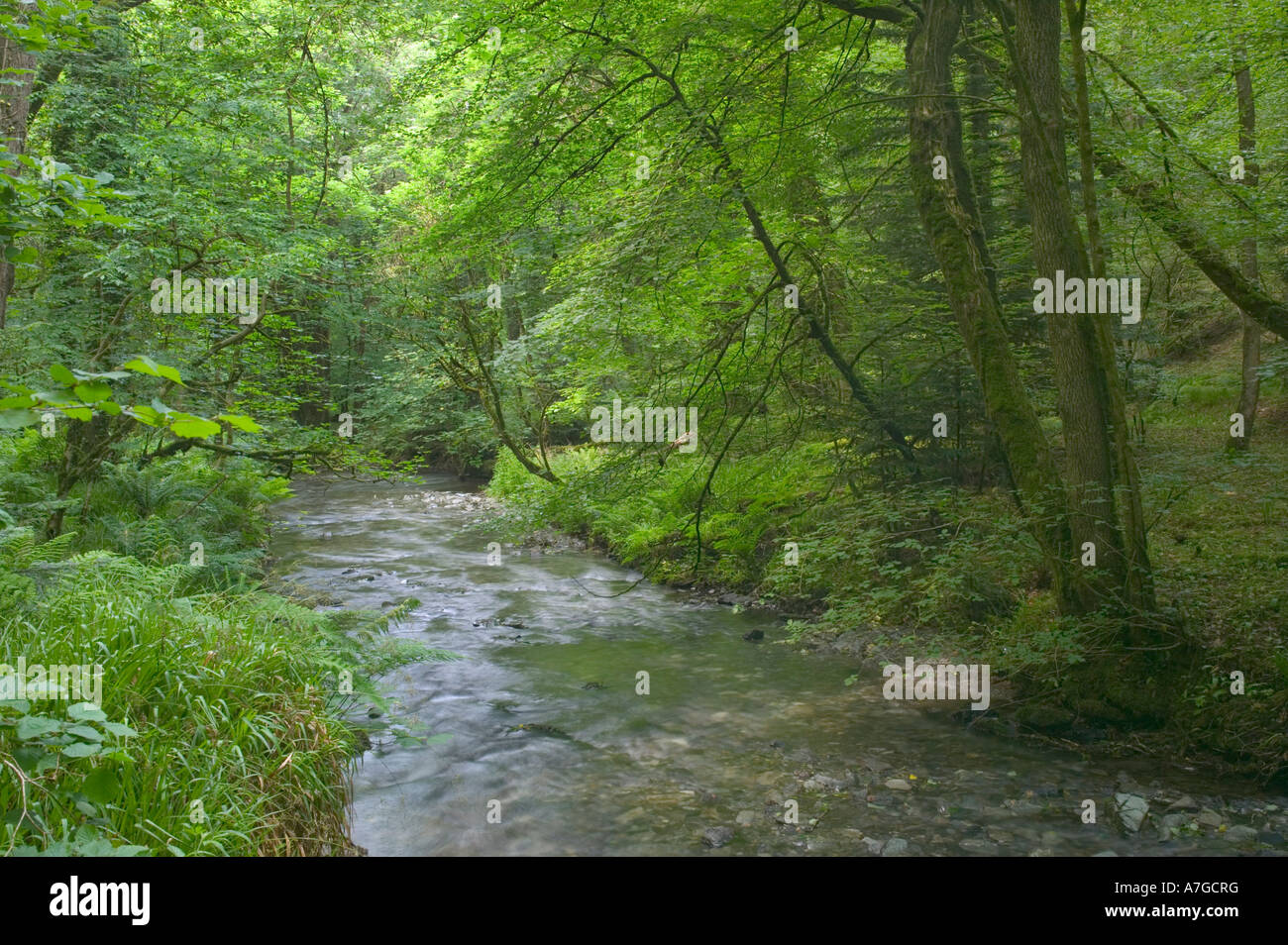 The River Lyd, in Lydford Gorge, Dartmoor National Park, Devon, Great ...