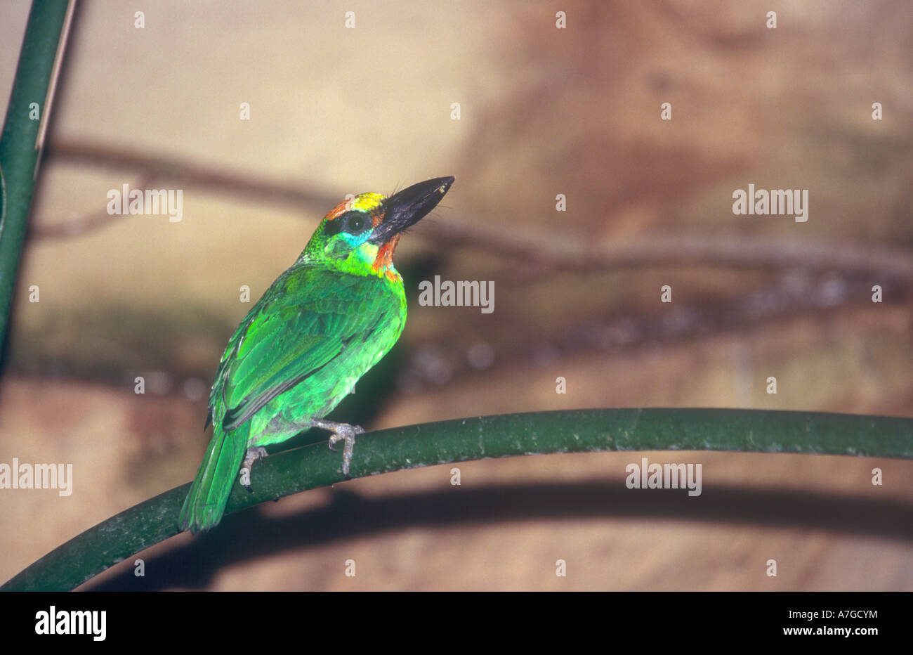 A male Red throated Barbet Megalaima mystacophanos resident of ...