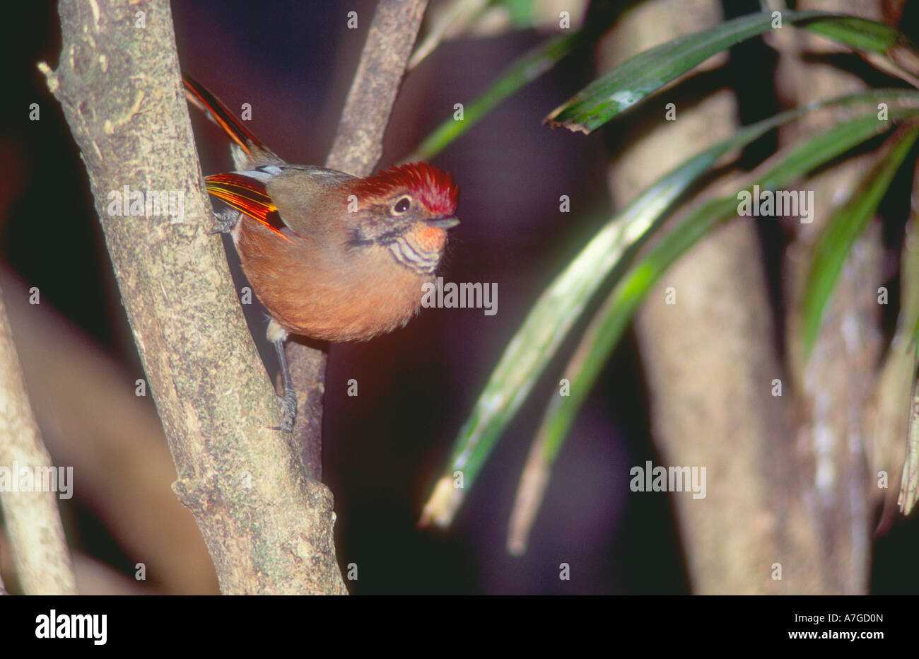 Chestnut tailed Minla Minla strigula a resident of forests in the ...