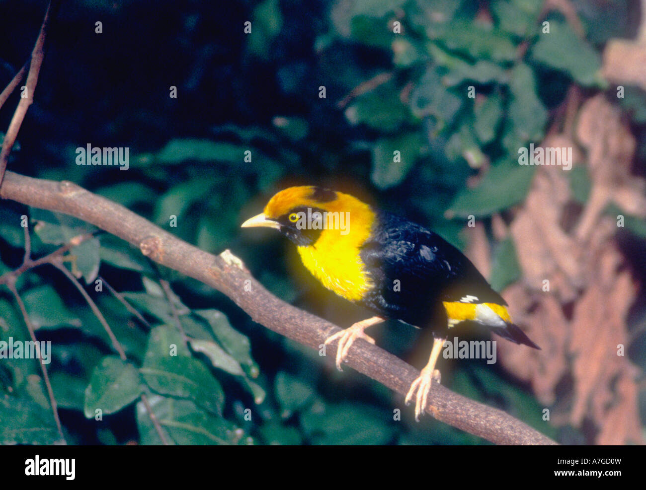 Golden mynah hi-res stock photography and images - Alamy