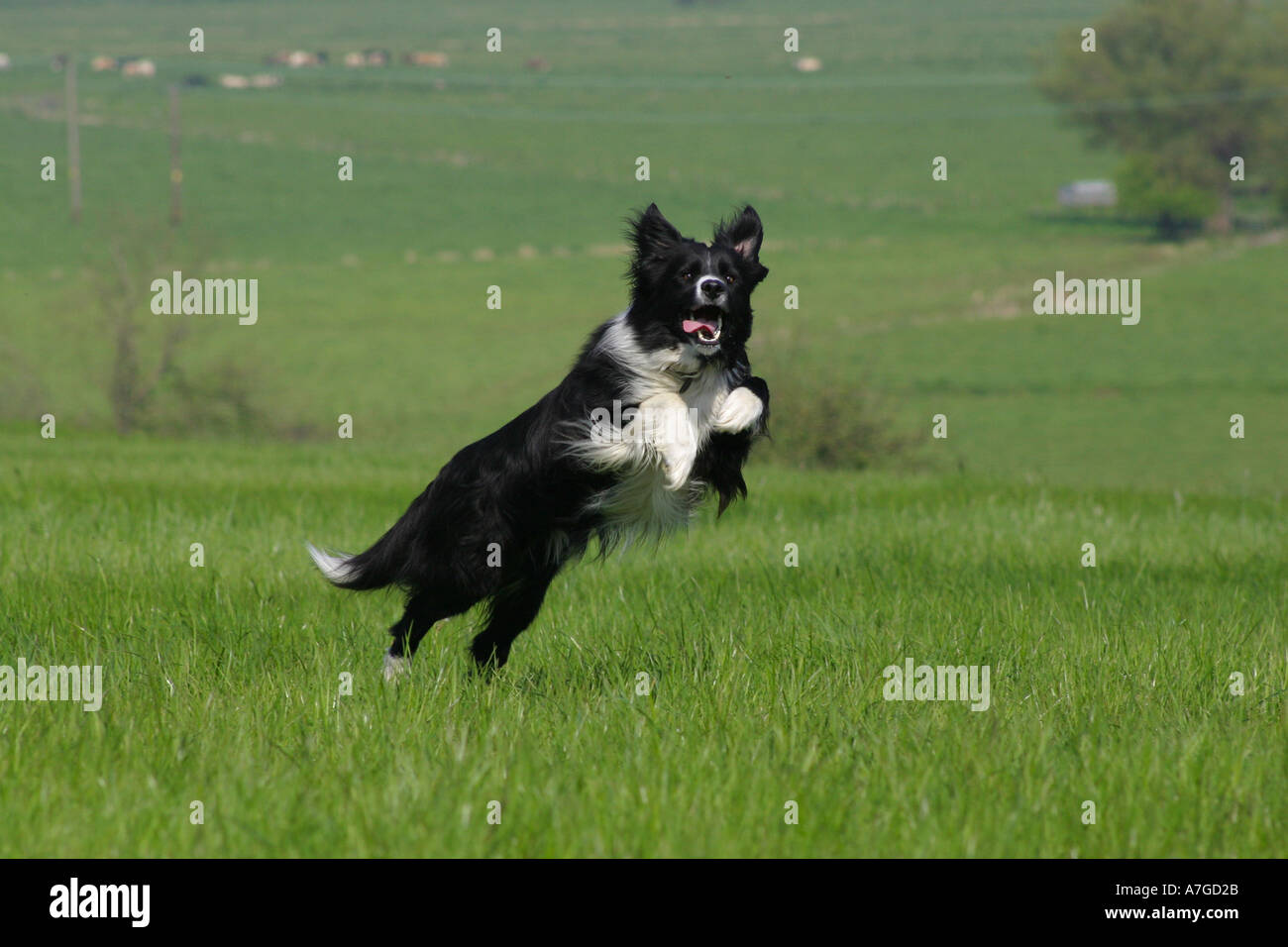 Border Collie leaping Stock Photo - Alamy