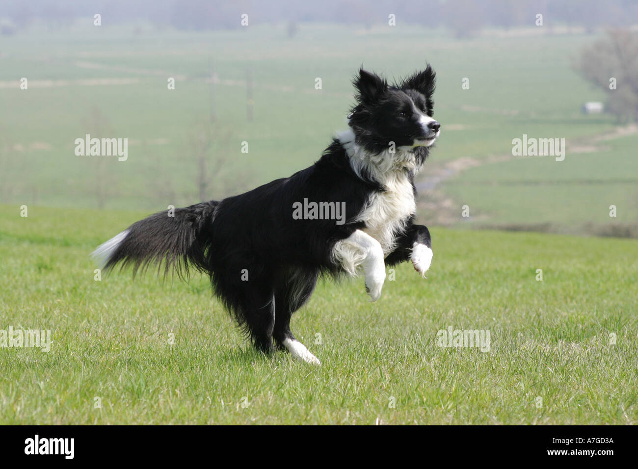 Border Collie Jumping UP Stock Photo - Alamy