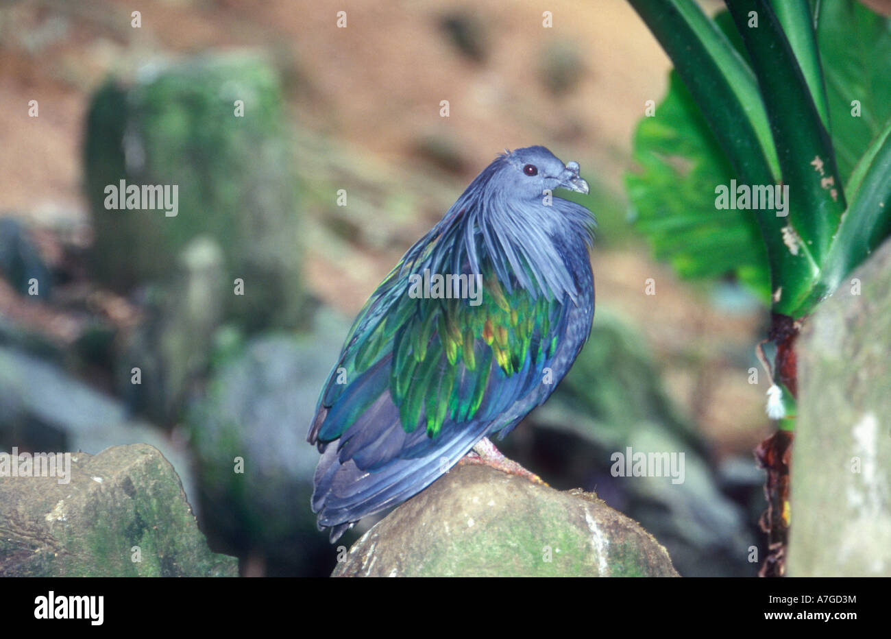 Nicobar pigeon picture hi-res stock photography and images - Alamy