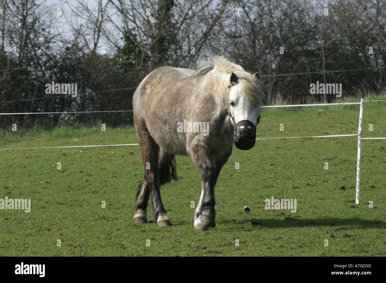 Pony wearing Muzzle Stock Photo - Alamy