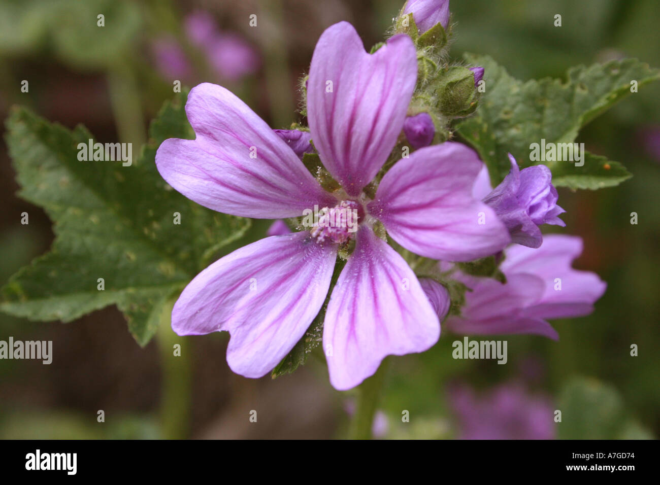 Healing plant uk hi-res stock photography and images - Alamy