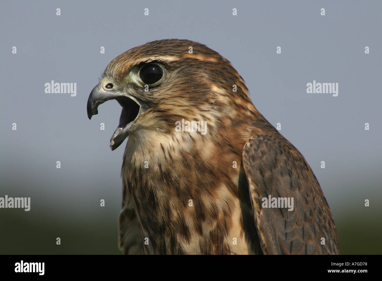 Merlin bird of prey raptor hi-res stock photography and images - Alamy