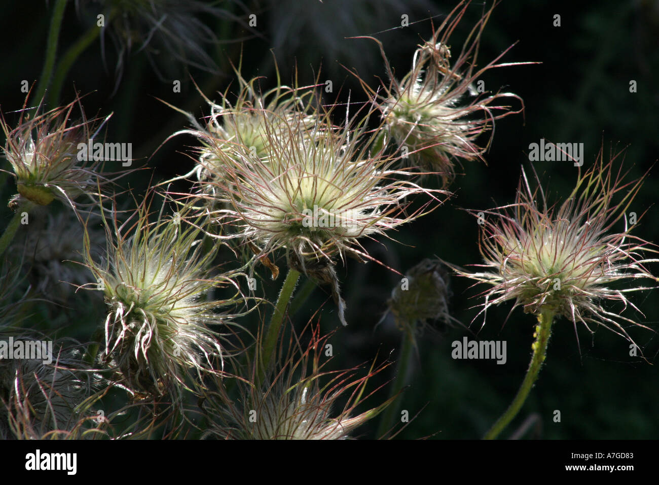 Pasque Flower Seeds Stock Photo - Alamy